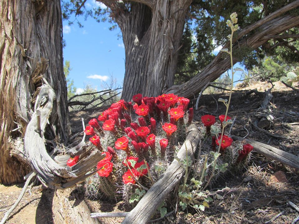 Windmill Ranch - Our Ranch
